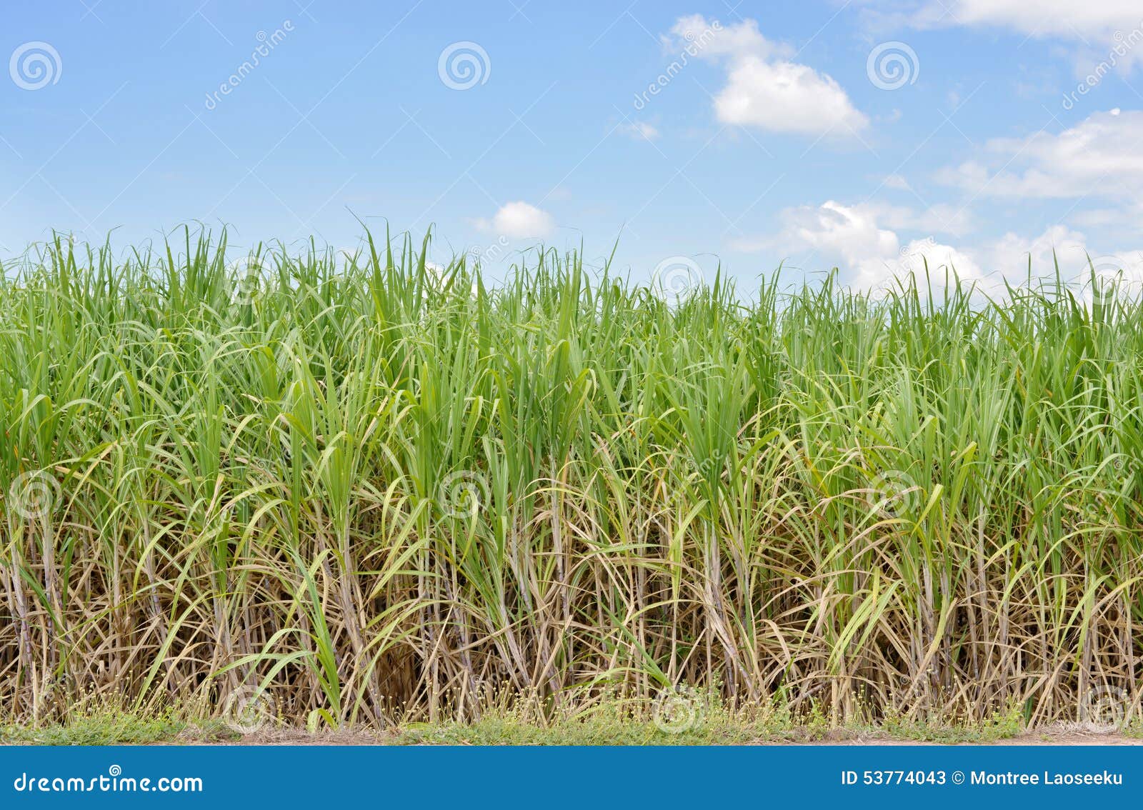 Sugar cane field stock image. Image of crop, nature, tropical - 53774043