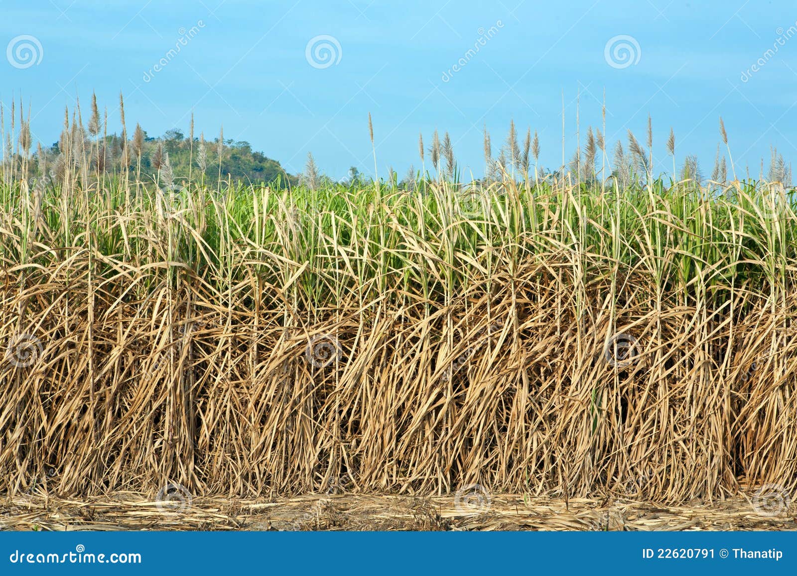 Sugar Cane Fields. Stock Image - Image: 22620791