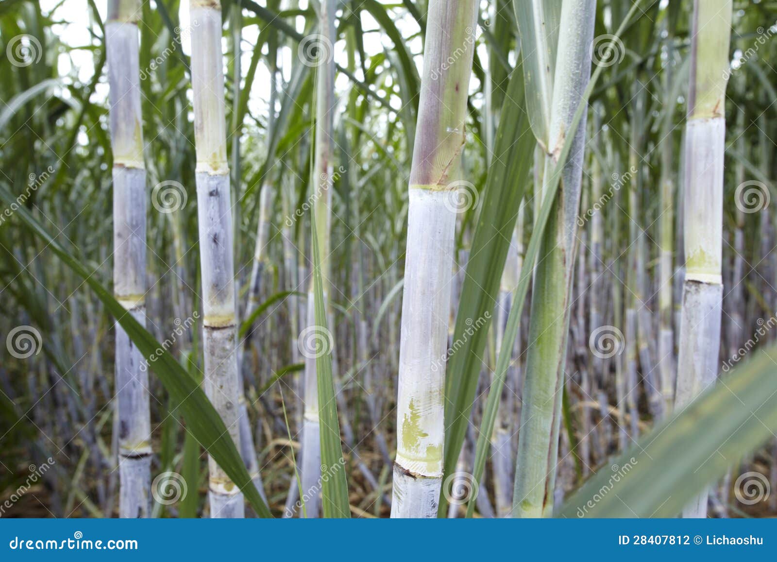 Sugar cane fields stock photo. Image of farming, farm - 28407812