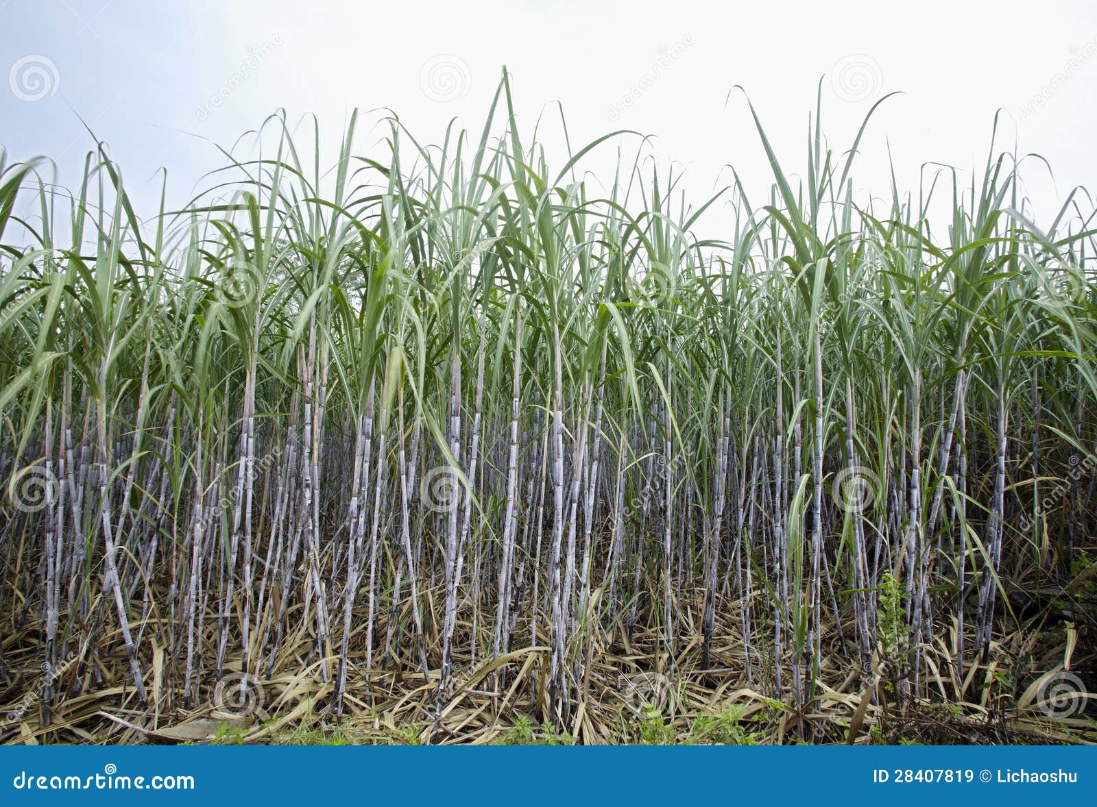 Sugar cane fields stock image. Image of color, future - 28407819