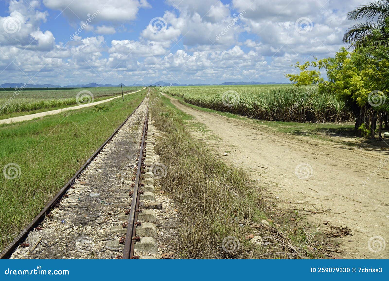 Sugar Cane Fields in the Dominican Republic Stock Photo - Image of ...