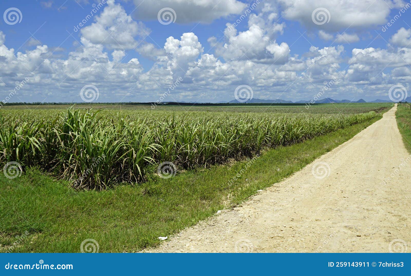 Sugar Cane Fields in the Dominican Republic Stock Image - Image of ...