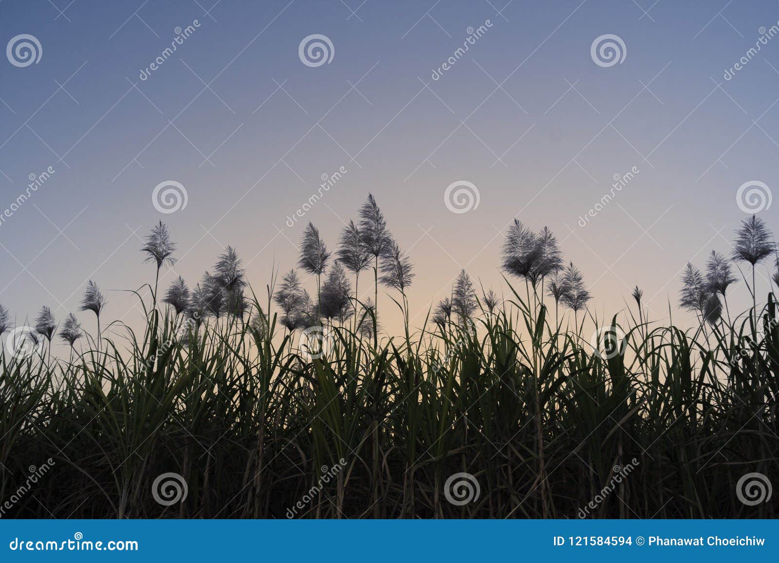 Sugar Cane Fields Flower at Sunny Sunset. Stock Photo - Image of nature ...