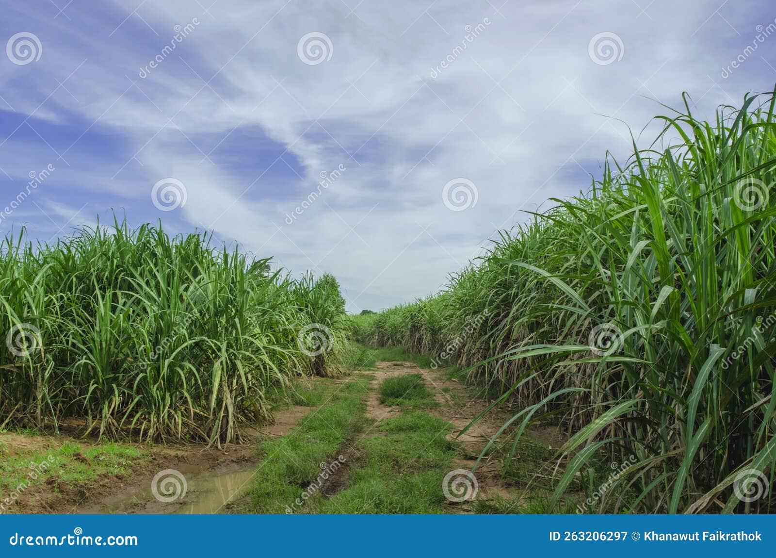 The Sugar Cane Fields are Lush with Blue Sky Stock Image - Image of ...