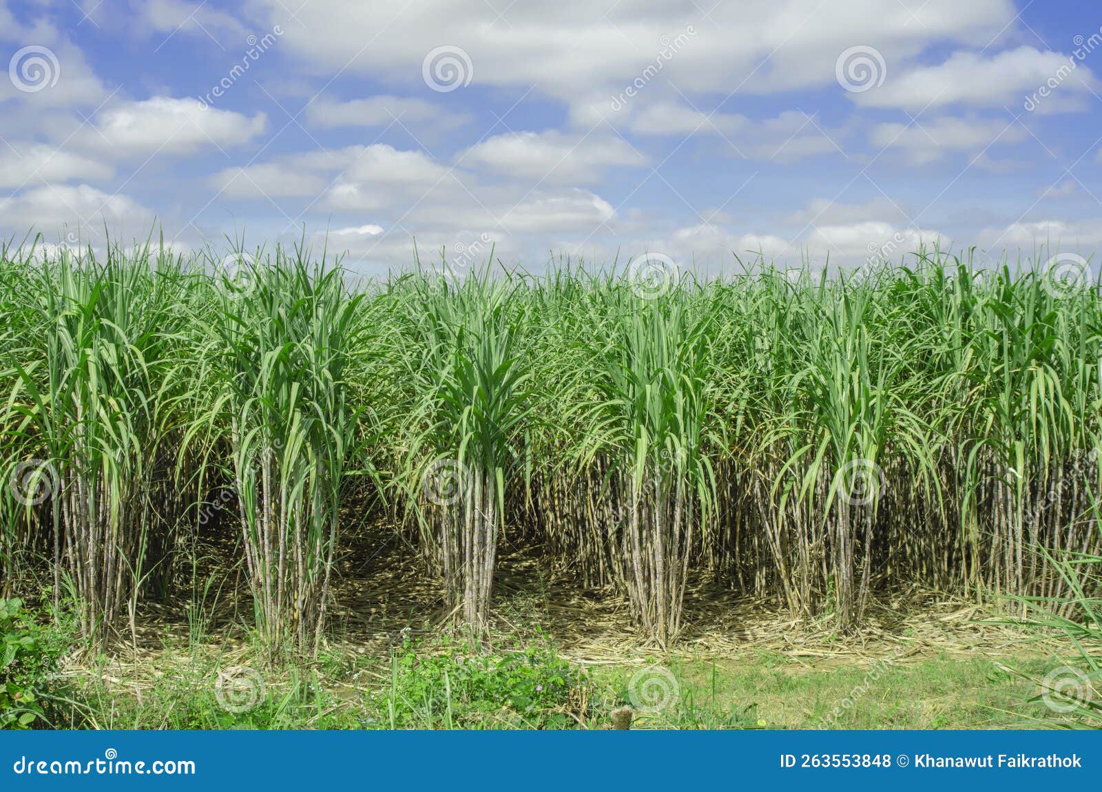The Sugar Cane Fields are Lush with Blue Sky Stock Photo - Image of ...
