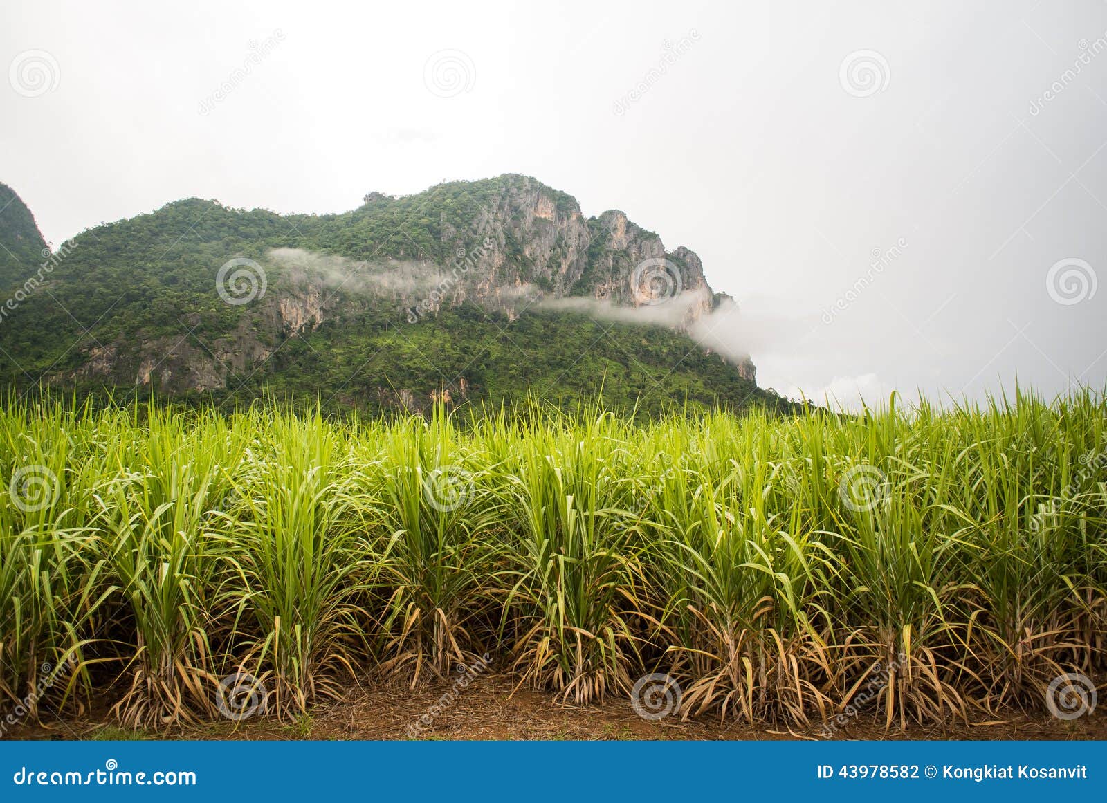 Sugar cane fields stock photo. Image of industry, foods - 43978582