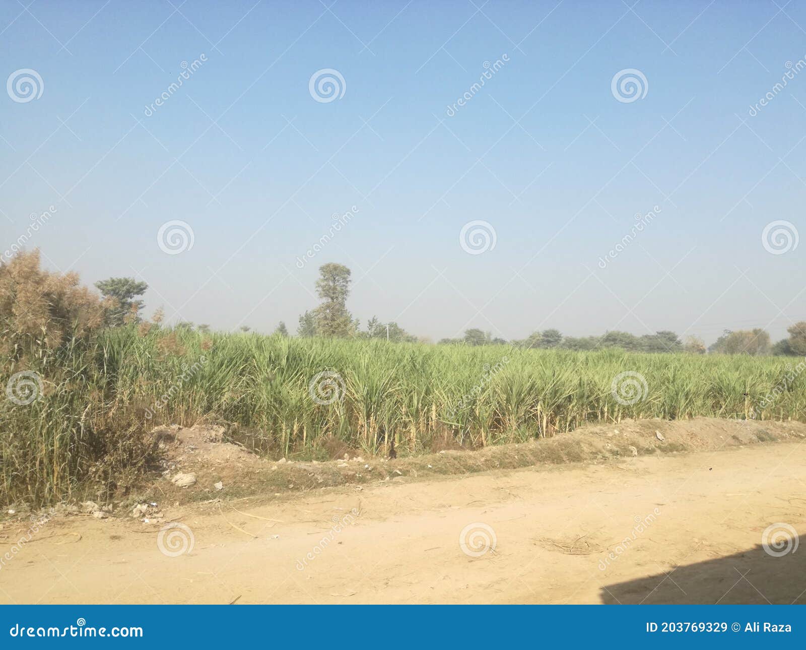 Sugar Cane Fields Trees and Garbage Dumping Stock Image - Image of ...