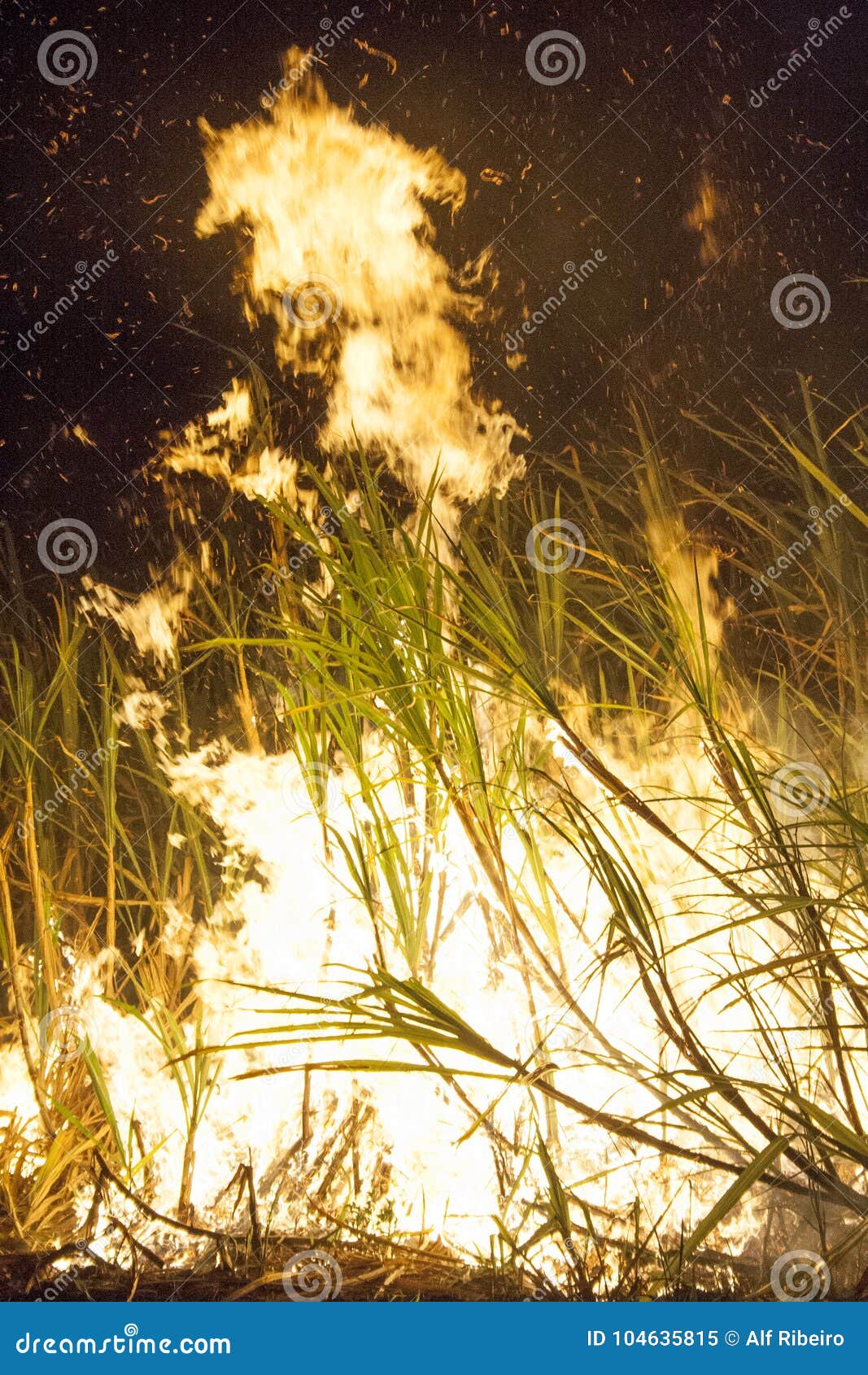 Sugar cane fire stock image. Image of campfire, conflagration - 104635815
