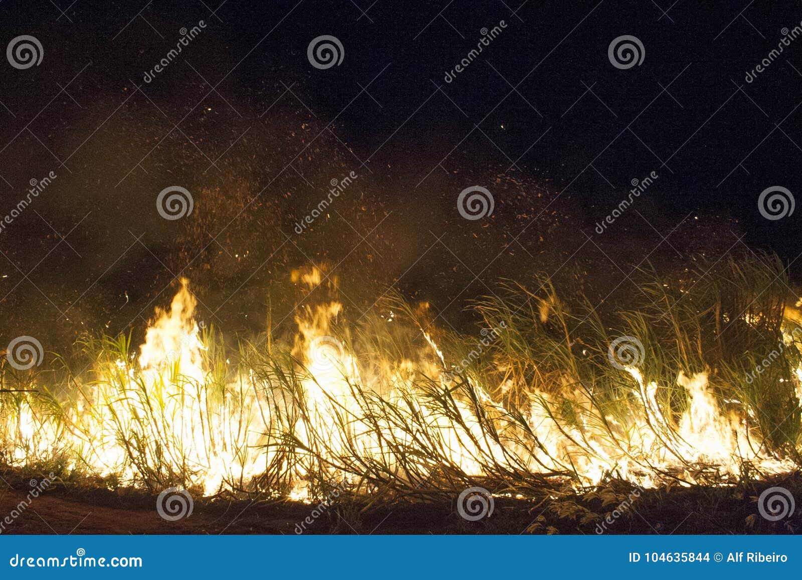 Sugar cane fire stock photo. Image of fuel, environment - 104635844