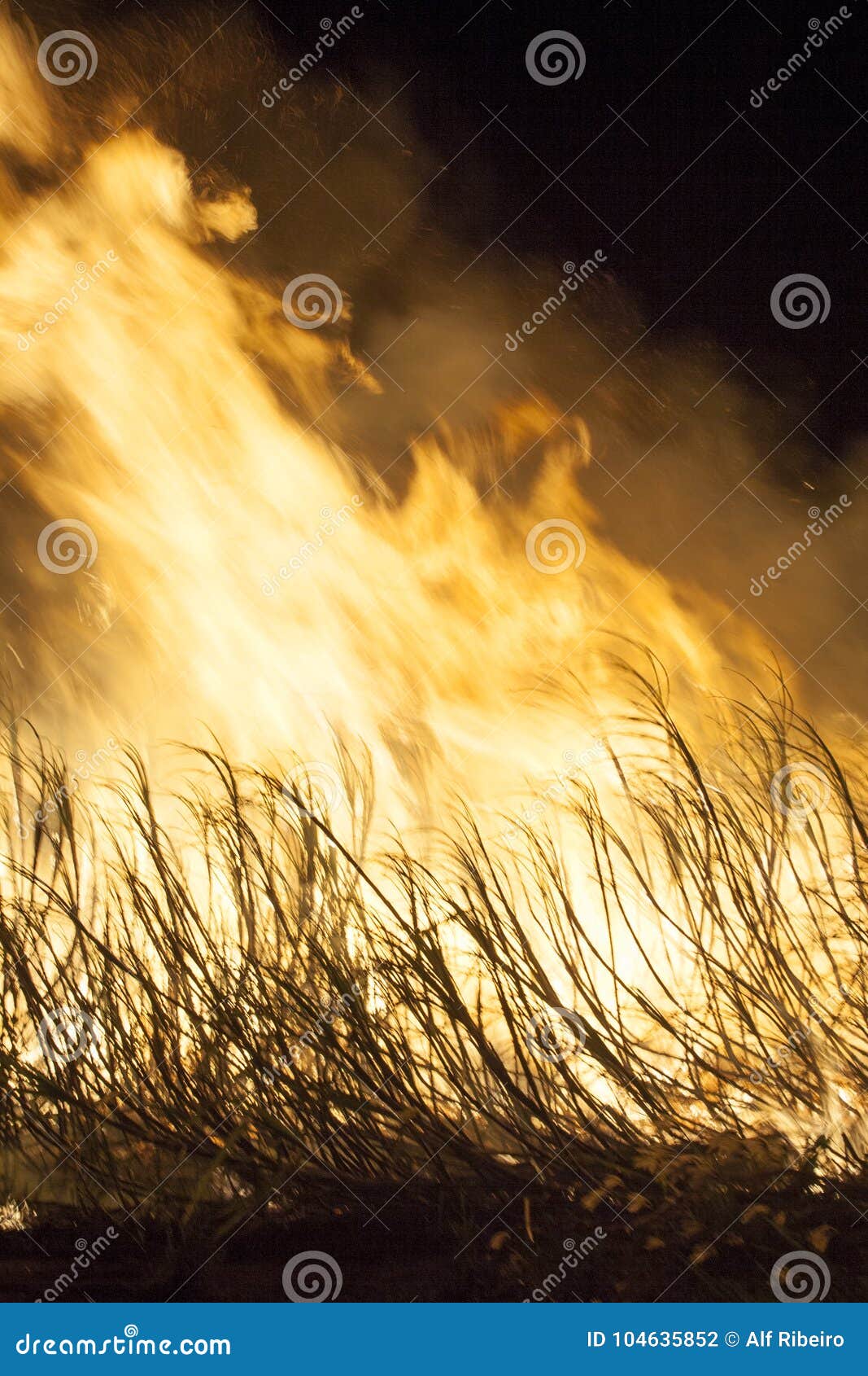 Sugar cane fire stock photo. Image of brazil, element - 104635852