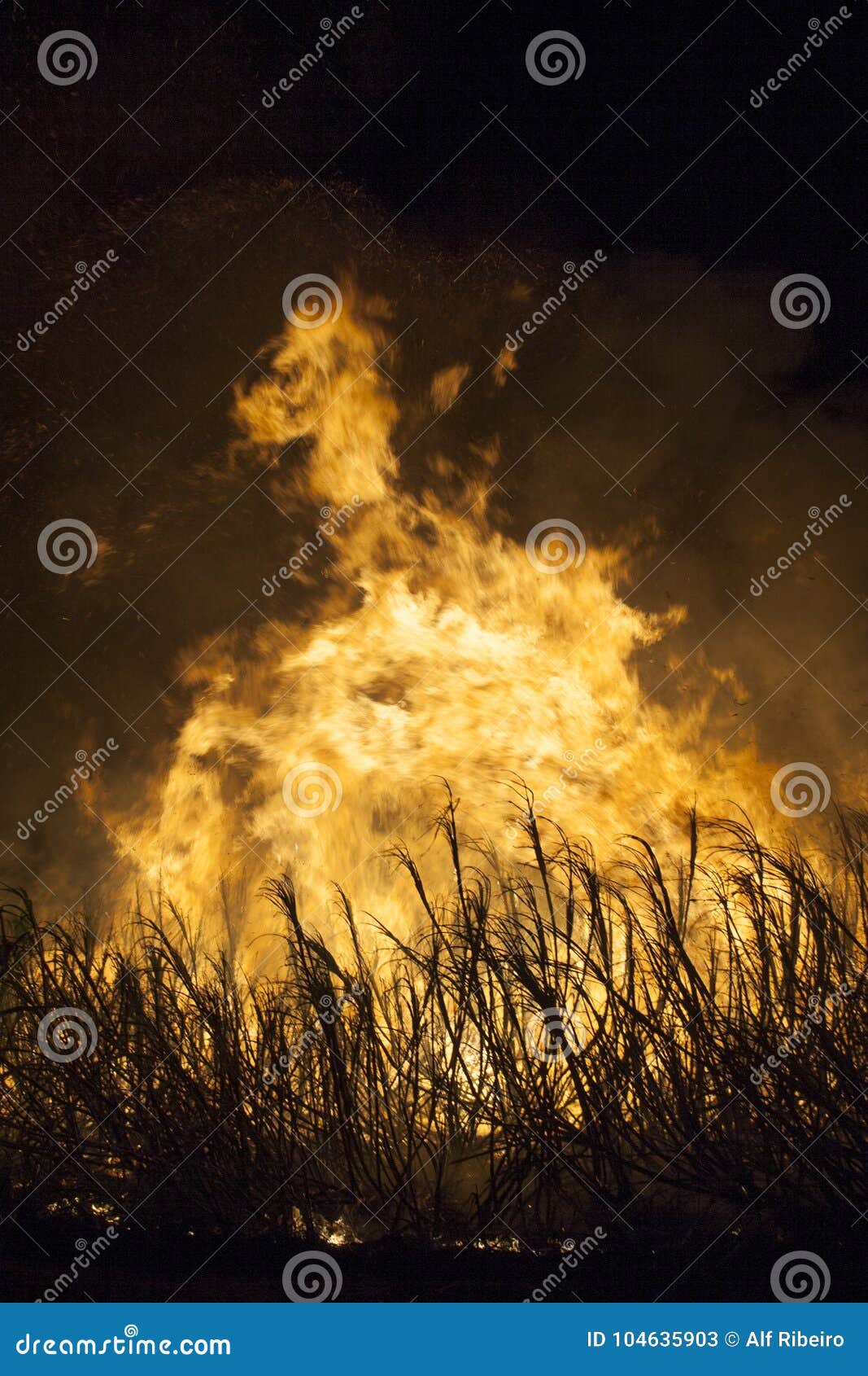 Sugar cane fire stock image. Image of field, harvest - 104635903