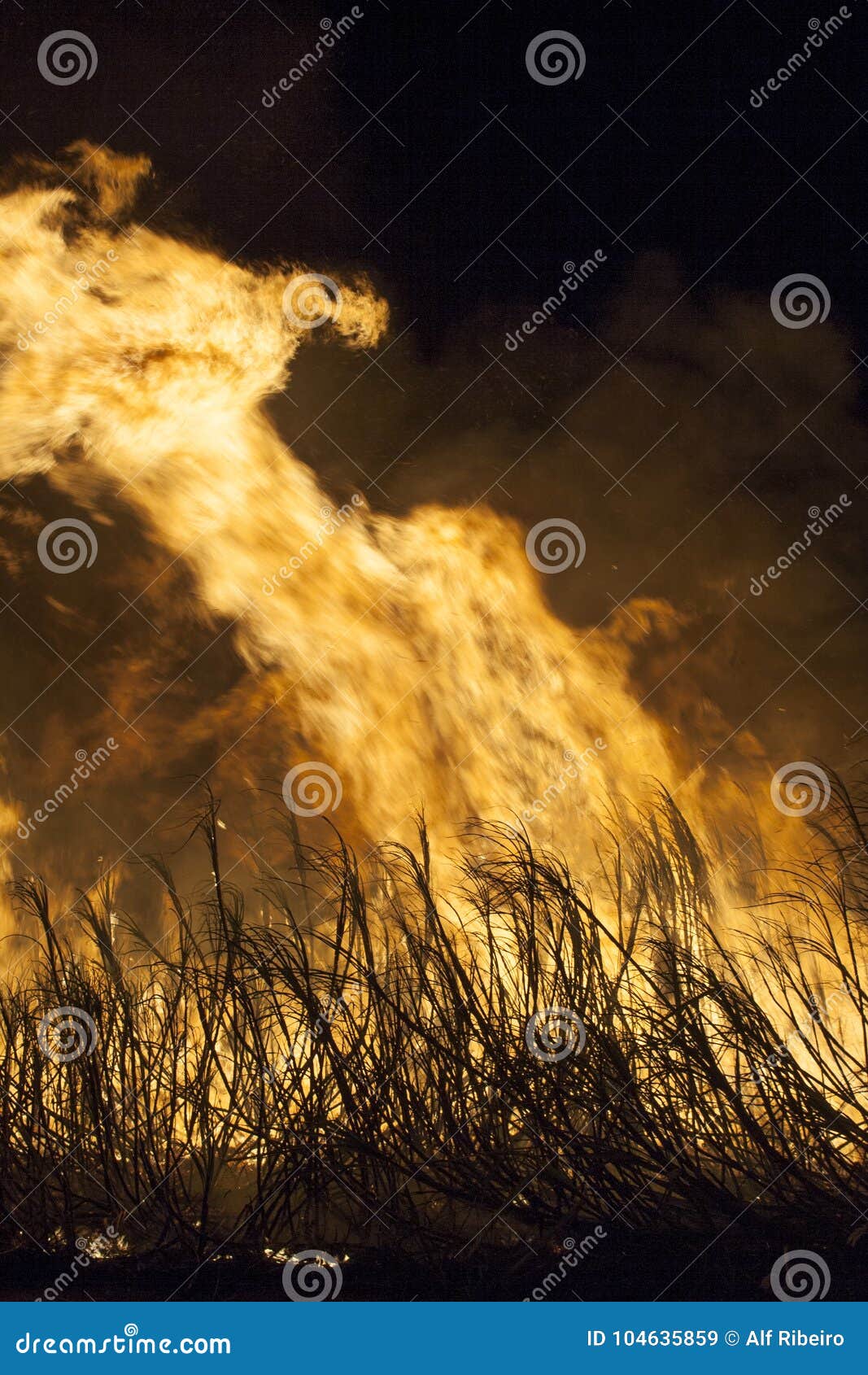 Sugar cane fire stock image. Image of farm, brazil, bonfire - 104635859