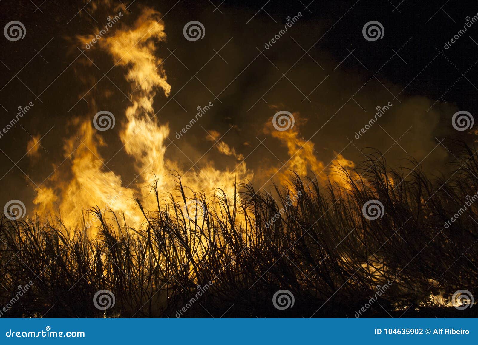 Sugar cane fire stock photo. Image of harvest, america - 104635902
