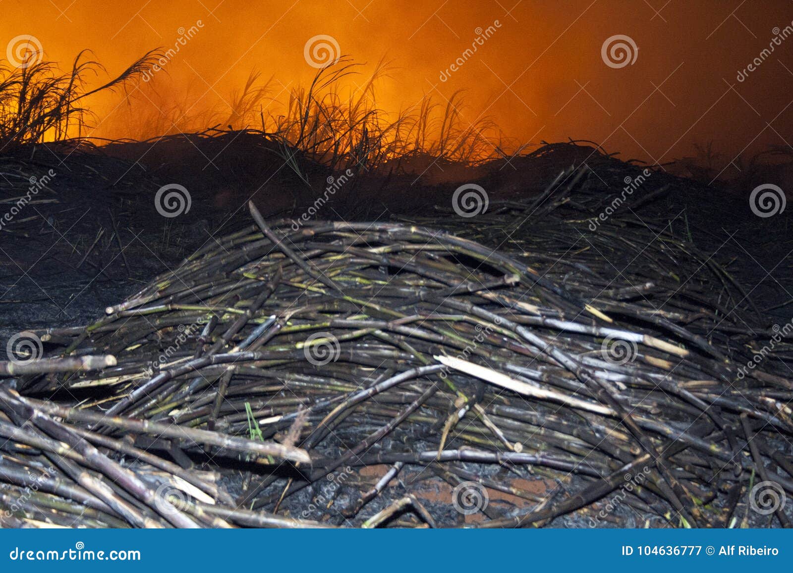 Sugar cane fire stock image. Image of combustion, farming - 104636777