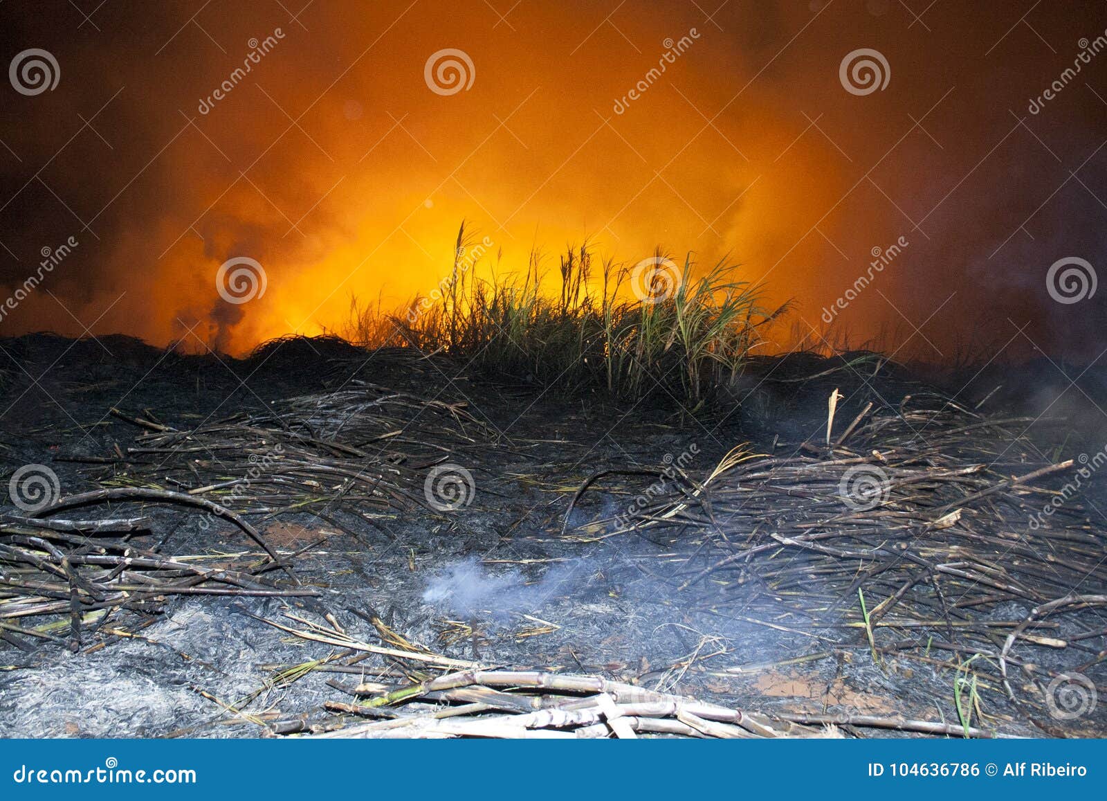 Sugar cane fire stock photo. Image of combustion, bonfire - 104636786