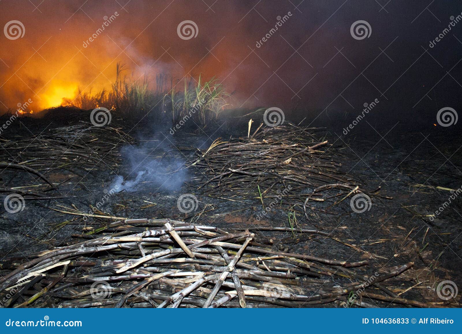 Sugar cane fire stock image. Image of accident, farmland - 104636833