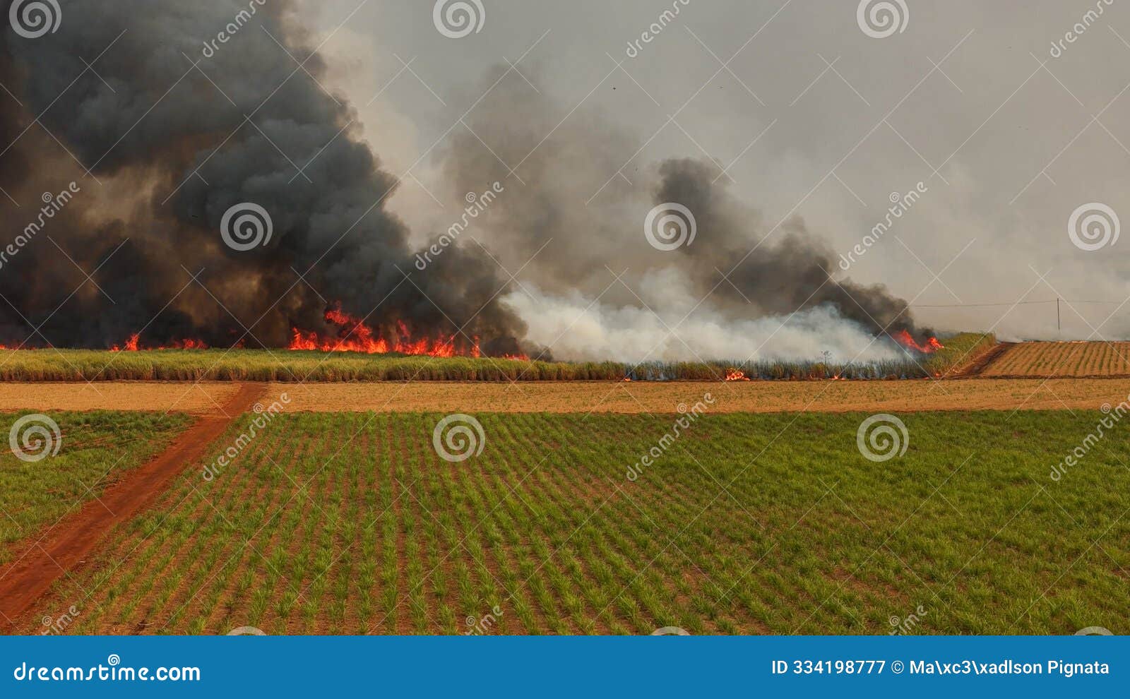 Sugar Cane Fire Plantation Smoke Stock Image - Image of flame, flames ...