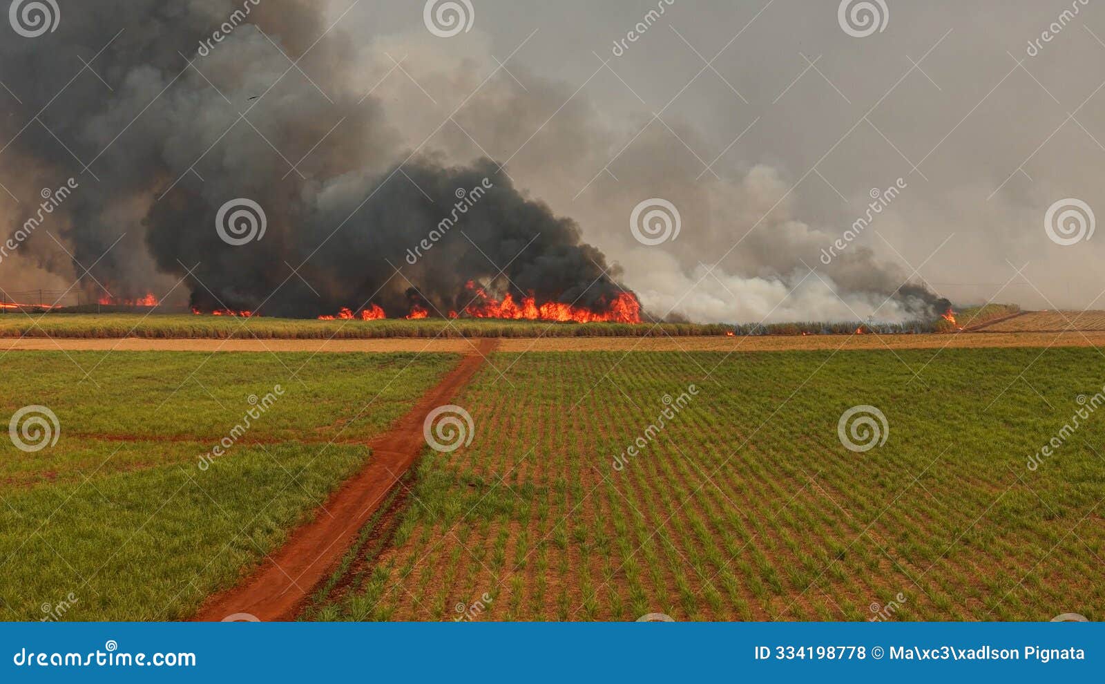 Sugar Cane Fire Plantation Smoke Stock Photo - Image of danger ...