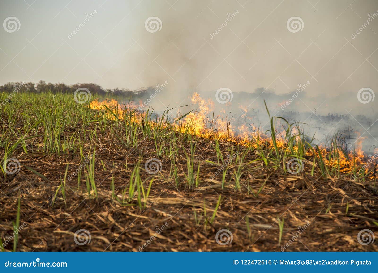 Sugar cane Fire plantation stock photo. Image of danger - 122472616