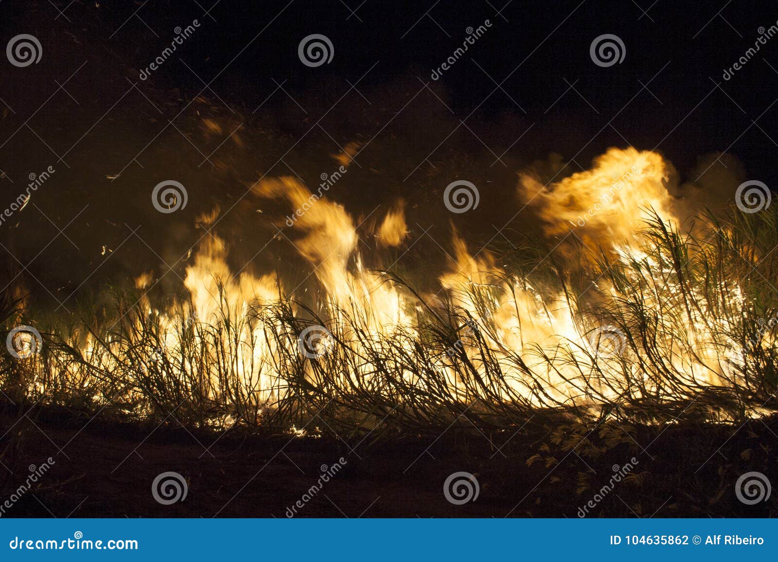 Sugar cane fire stock photo. Image of farm, harvest - 104635862