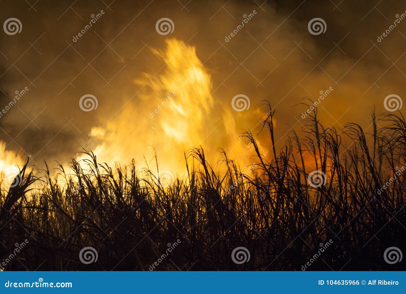Sugar cane fire stock photo. Image of fuel, field, biofuel - 104635966
