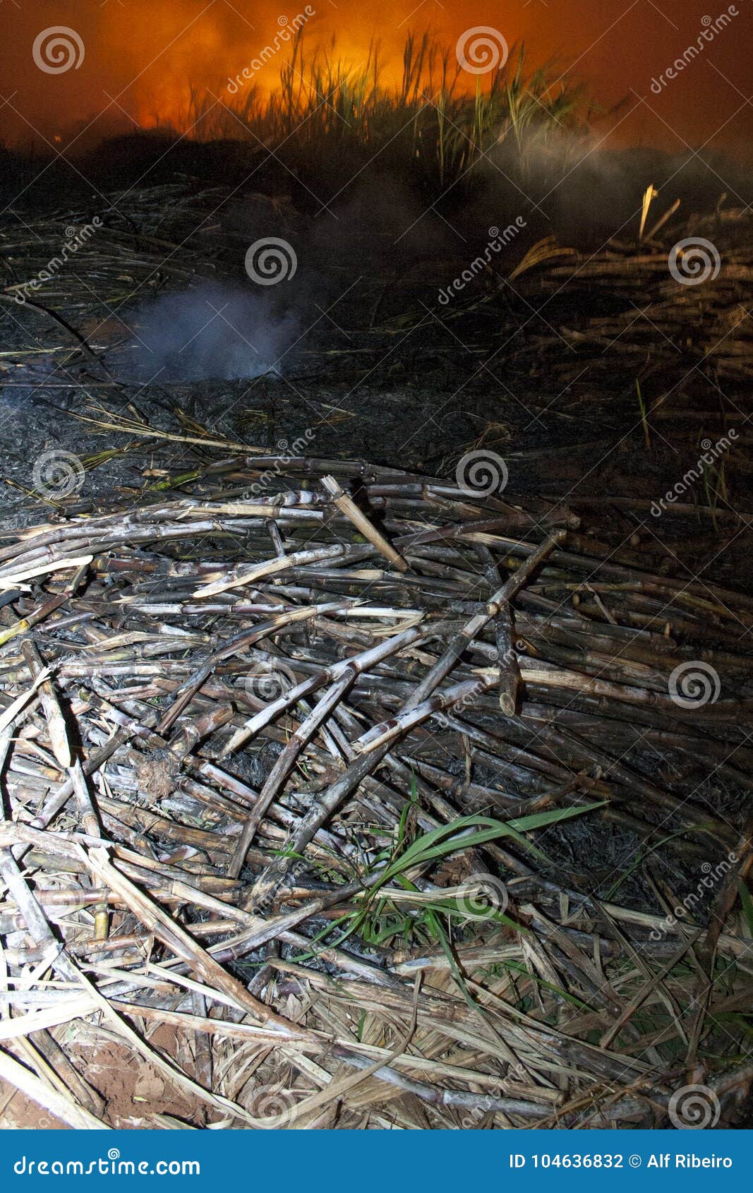 Sugar cane fire stock photo. Image of food, biofuel - 104636832