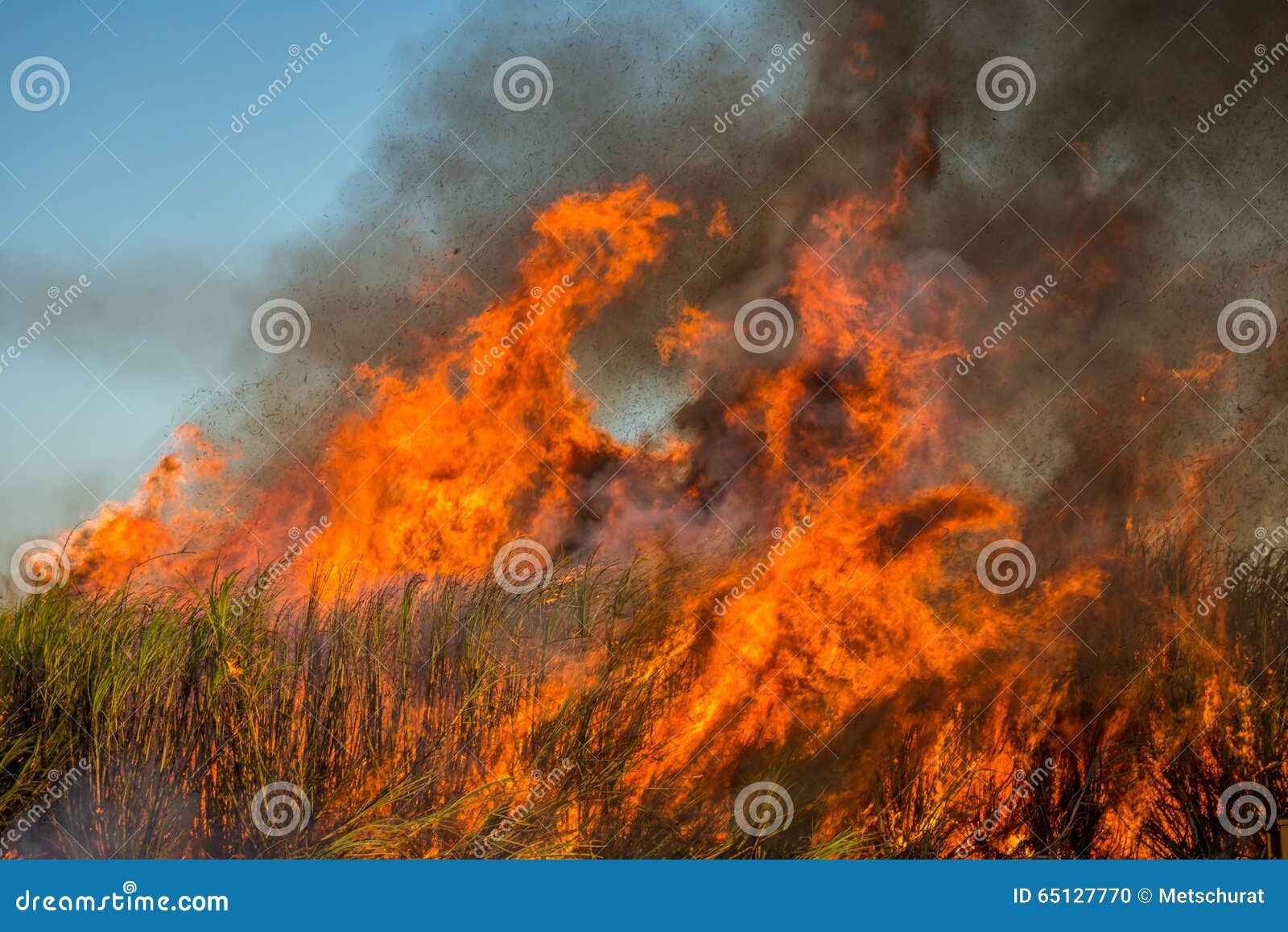 Sugar Cane in Flames stock photo. Image of plantation - 65127770