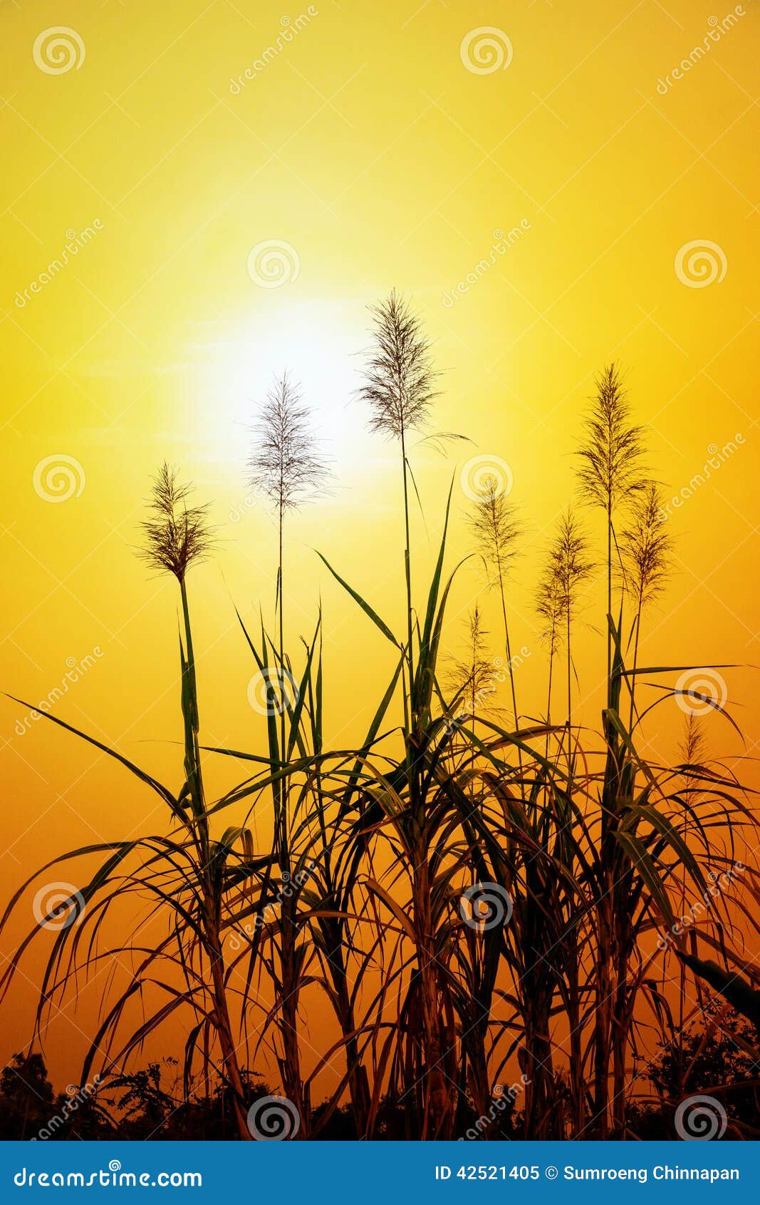 Sugar cane flower stock image. Image of agriculture, natural - 42521405