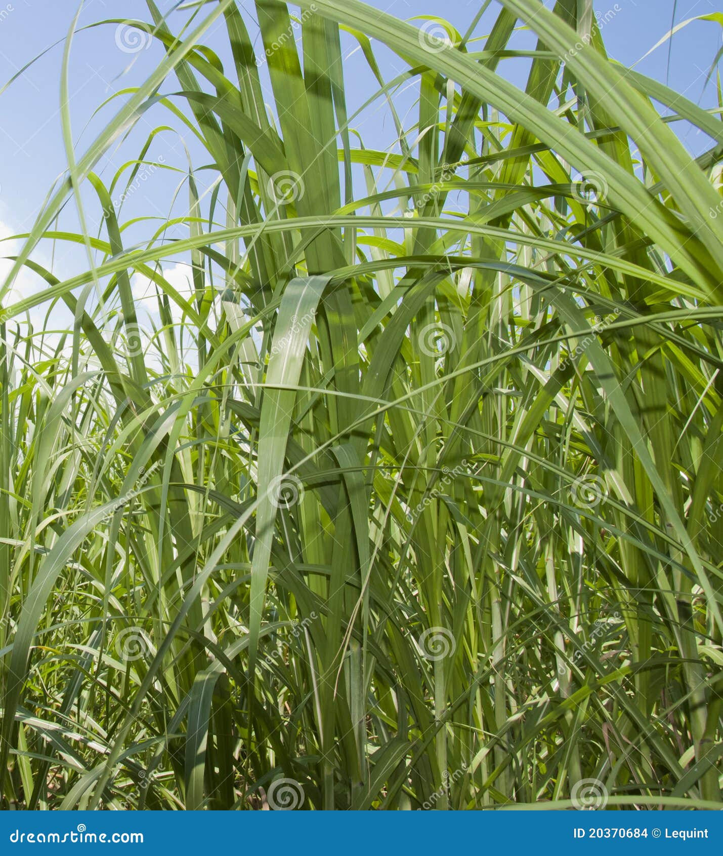 Sugar cane grass stock photo. Image of plantation, lush - 20370684