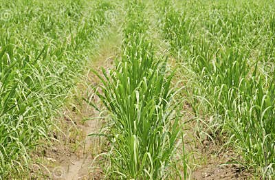 Sugar cane grass stock image. Image of thriving, plants - 20370759