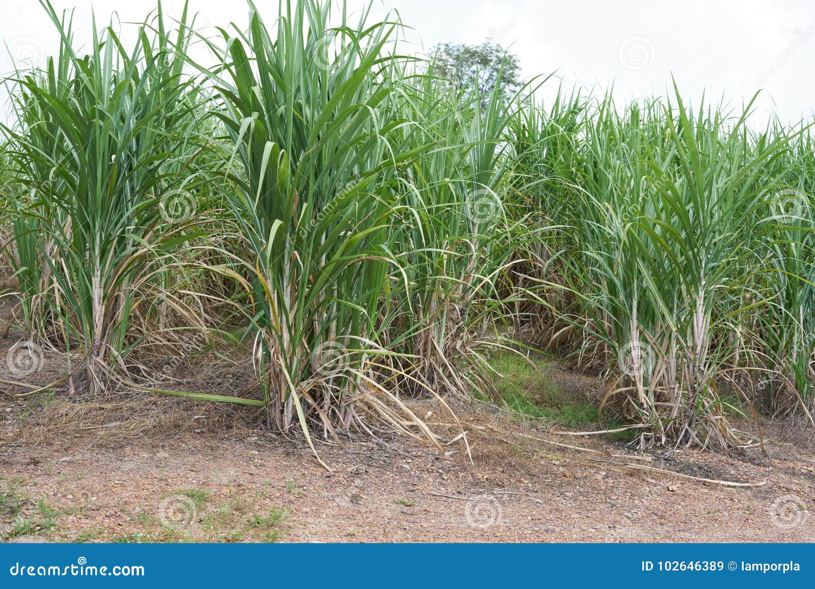 Sugar Cane Growing in the Field Stock Image - Image of production ...