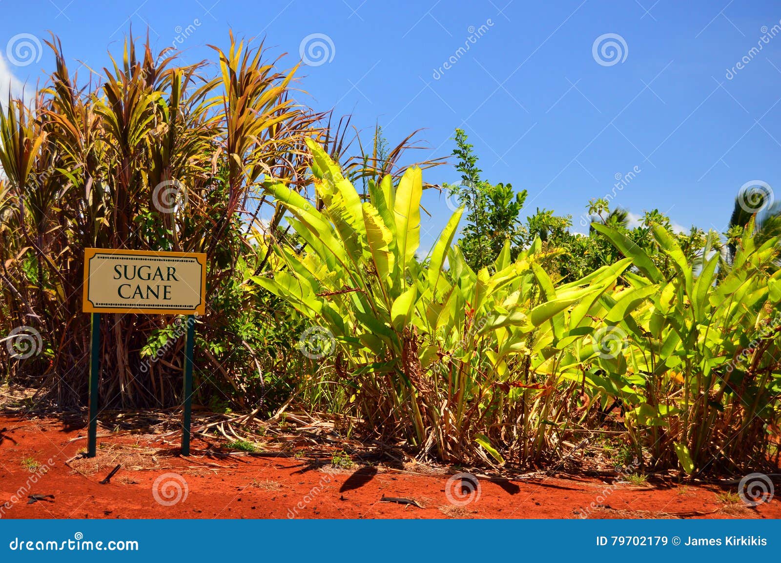 The Sugar Cane Truck Broke Down On The Road Next To The Sugar Cain ...