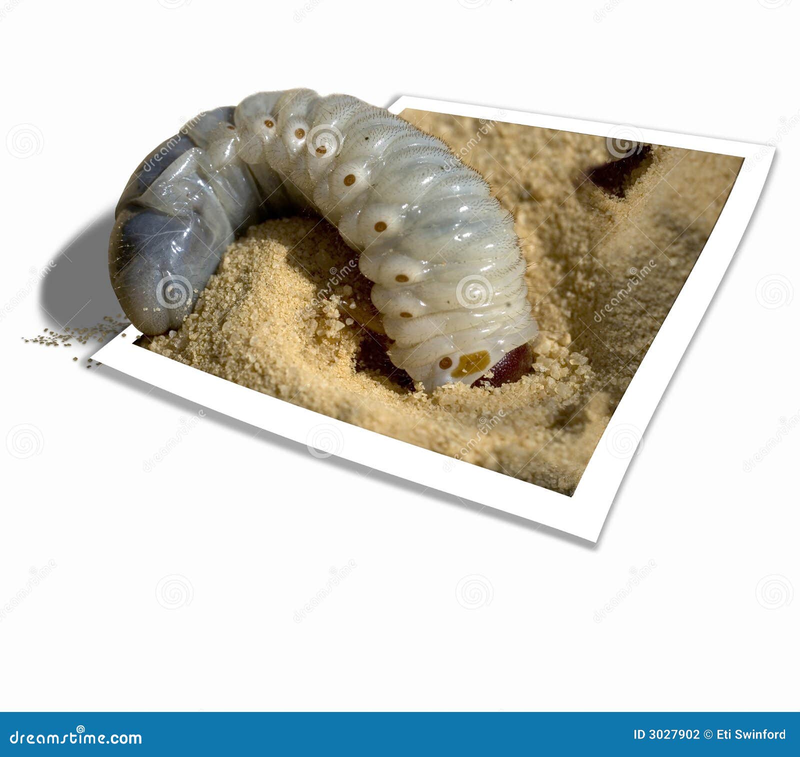 Sugar cane grub stock photo. Image of worm, ugly, sand - 3027902