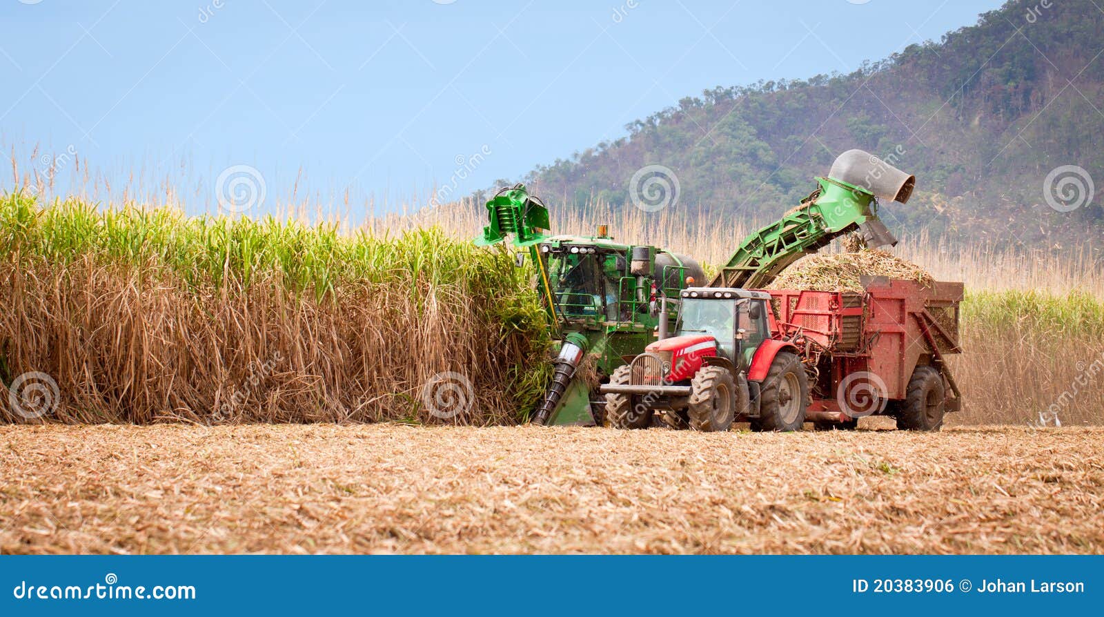 Sugar cane harvest stock photo. Image of harvesting, sugarcane - 20383906