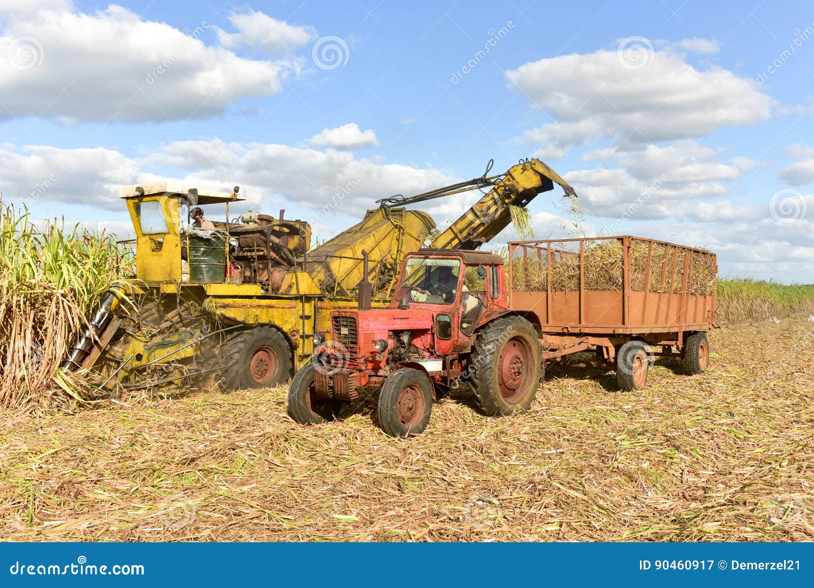 Sugar Cane Harvest editorial photography. Image of natural - 90460917