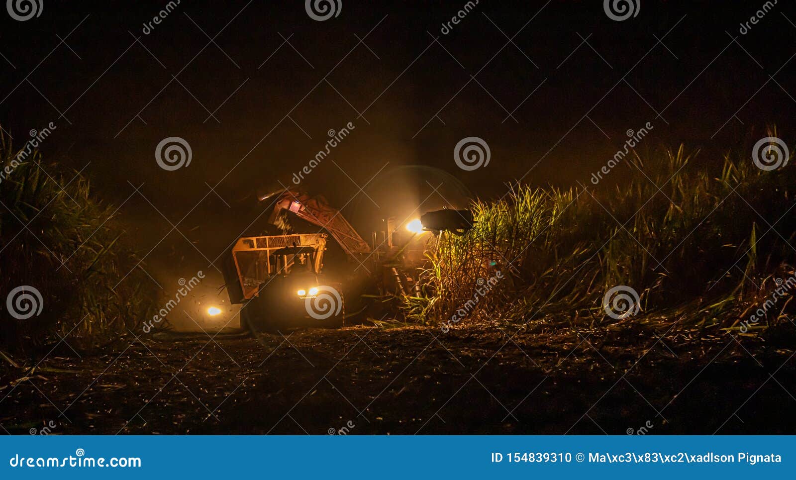 Sugar Cane Hasvest Plantation Night Stock Photo - Image of cellulose ...