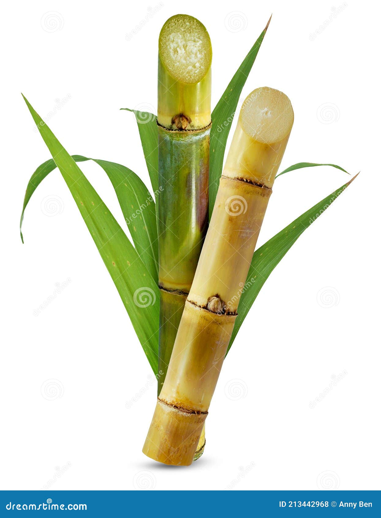 Sugar Cane Isolated on White Background Stock Photo - Image of harvest ...