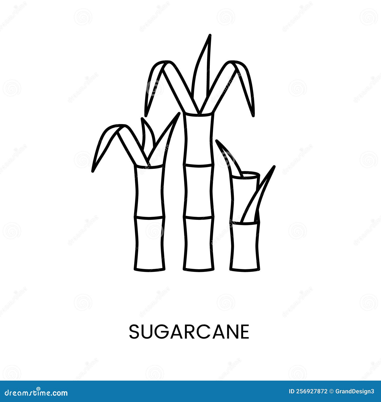 Sugar Cane Linear Icon in Vector, Illustration of the Plant from Which Sugar is Made. Stock ...