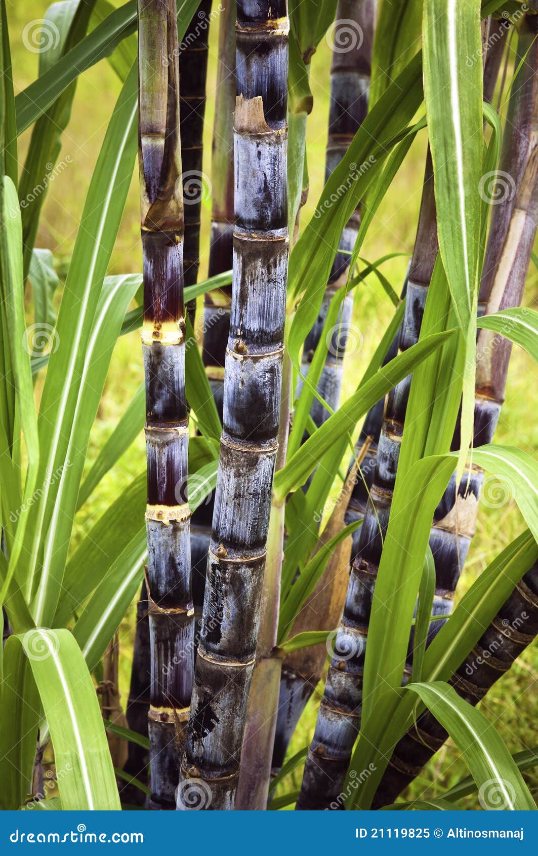 Sugar cane plant stock image. Image of plant, ripe, grass - 21119825