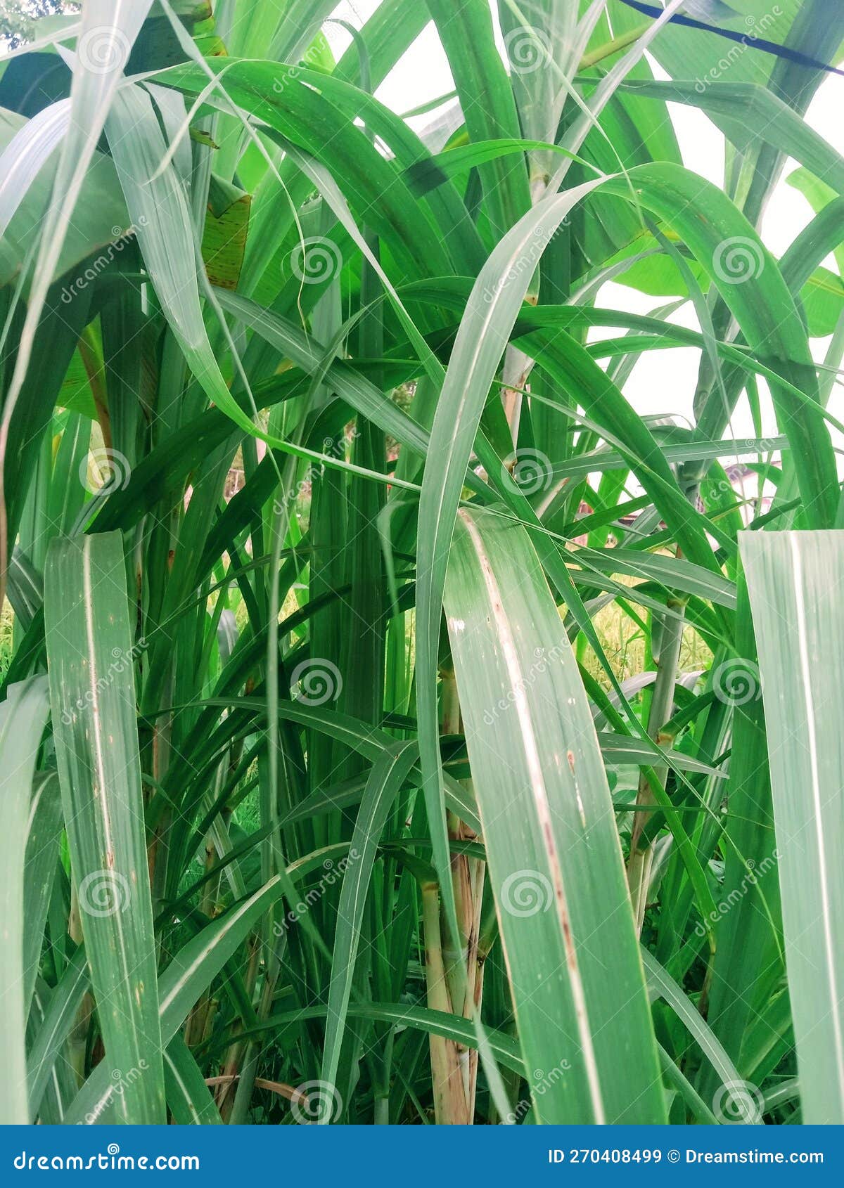 Sugar Cane Plant Also Used As Raw Material for Sugar Stock Image ...