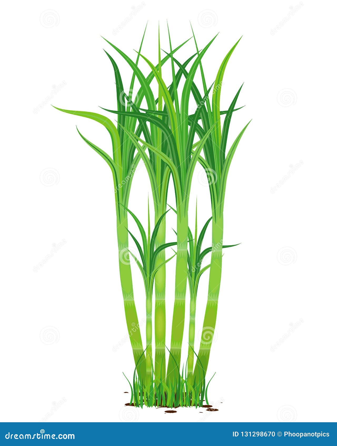 Sugar cane plant stock vector. Illustration of sugarcane - 131298670