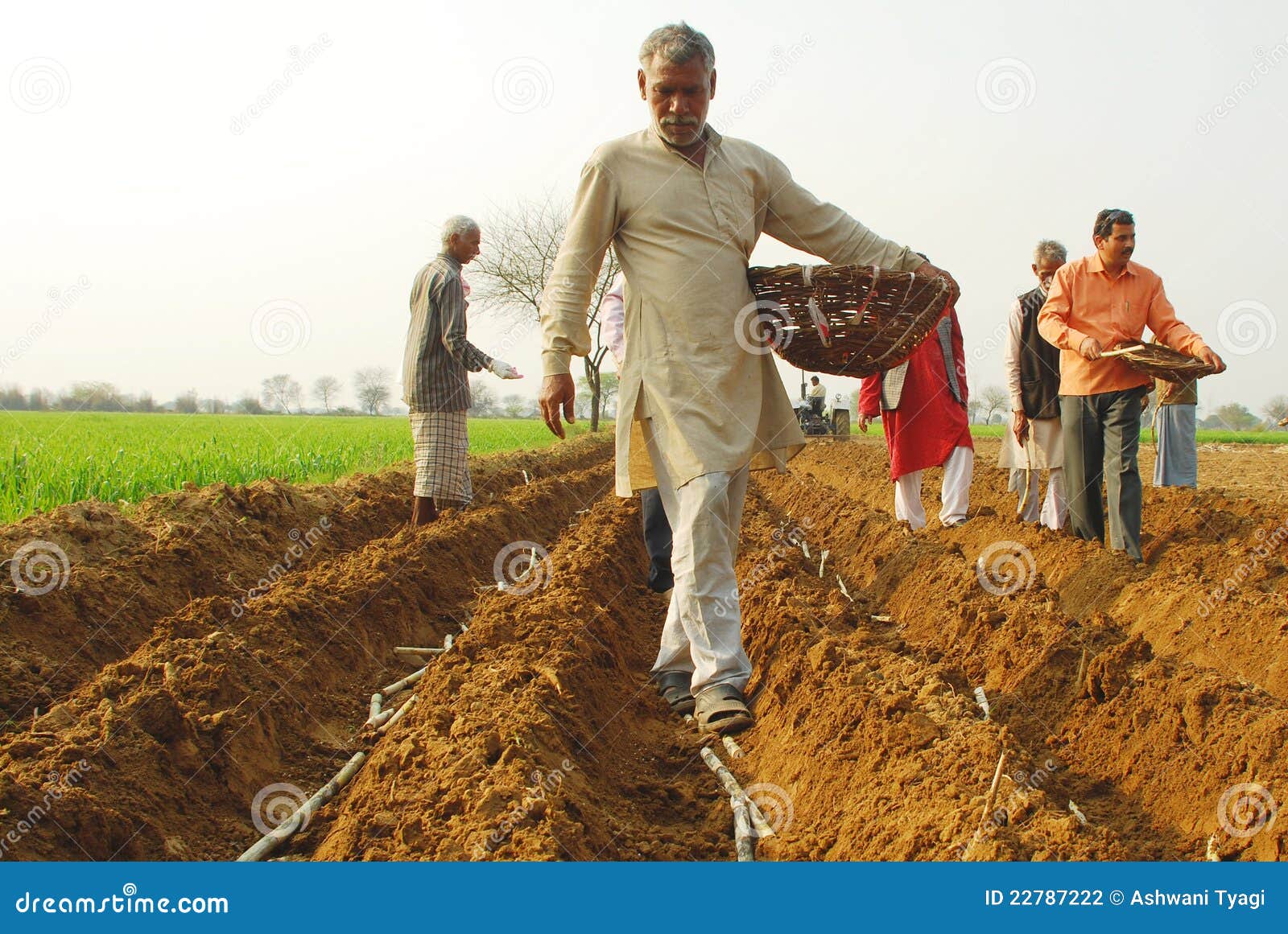 Sugar cane plantation editorial photography. Image of plant - 22787222