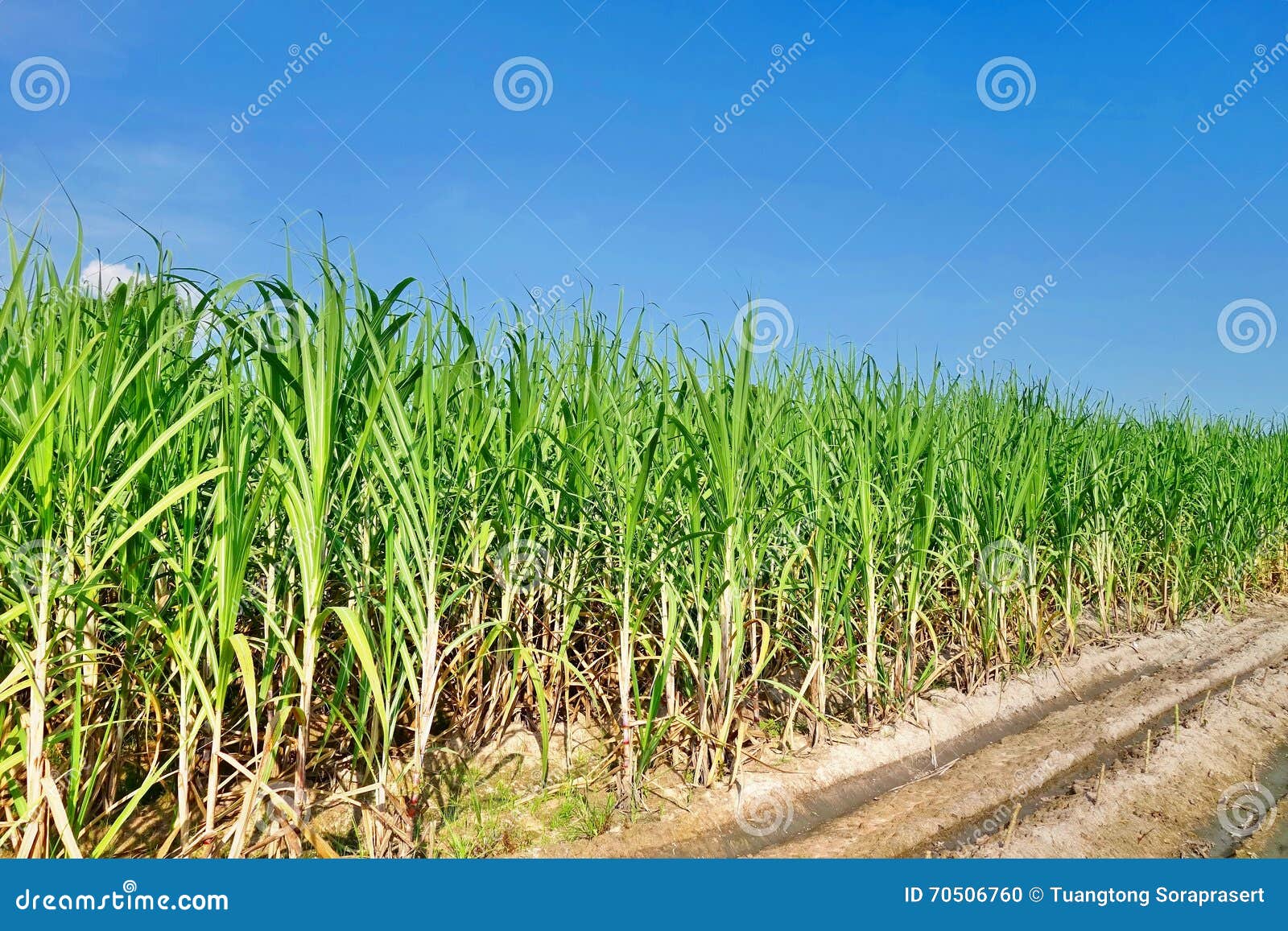 Sugar cane plantation stock photo. Image of environment - 70506760