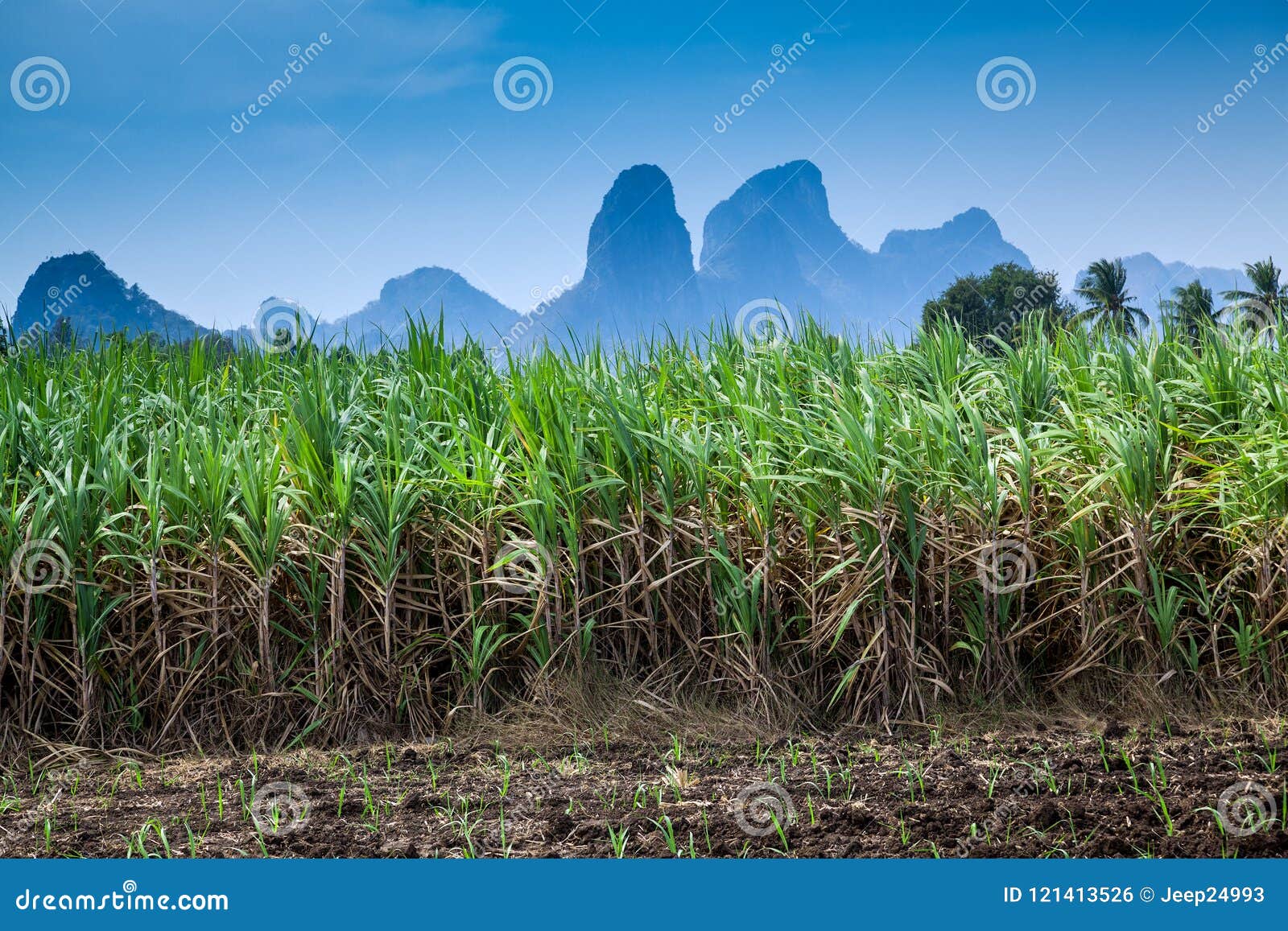 Sugar cane plantation . stock photo. Image of farming - 121413526