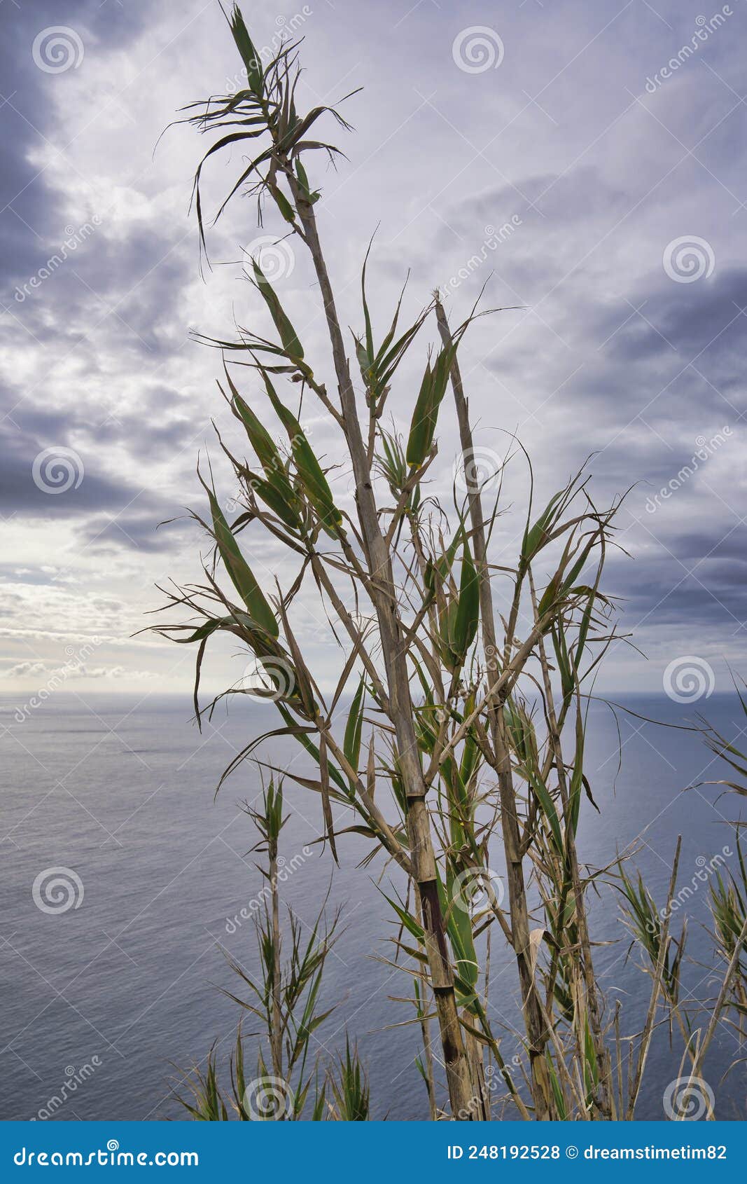Sugar Cane Plantation on the Steep Cliffs of the Island of Madeira in ...