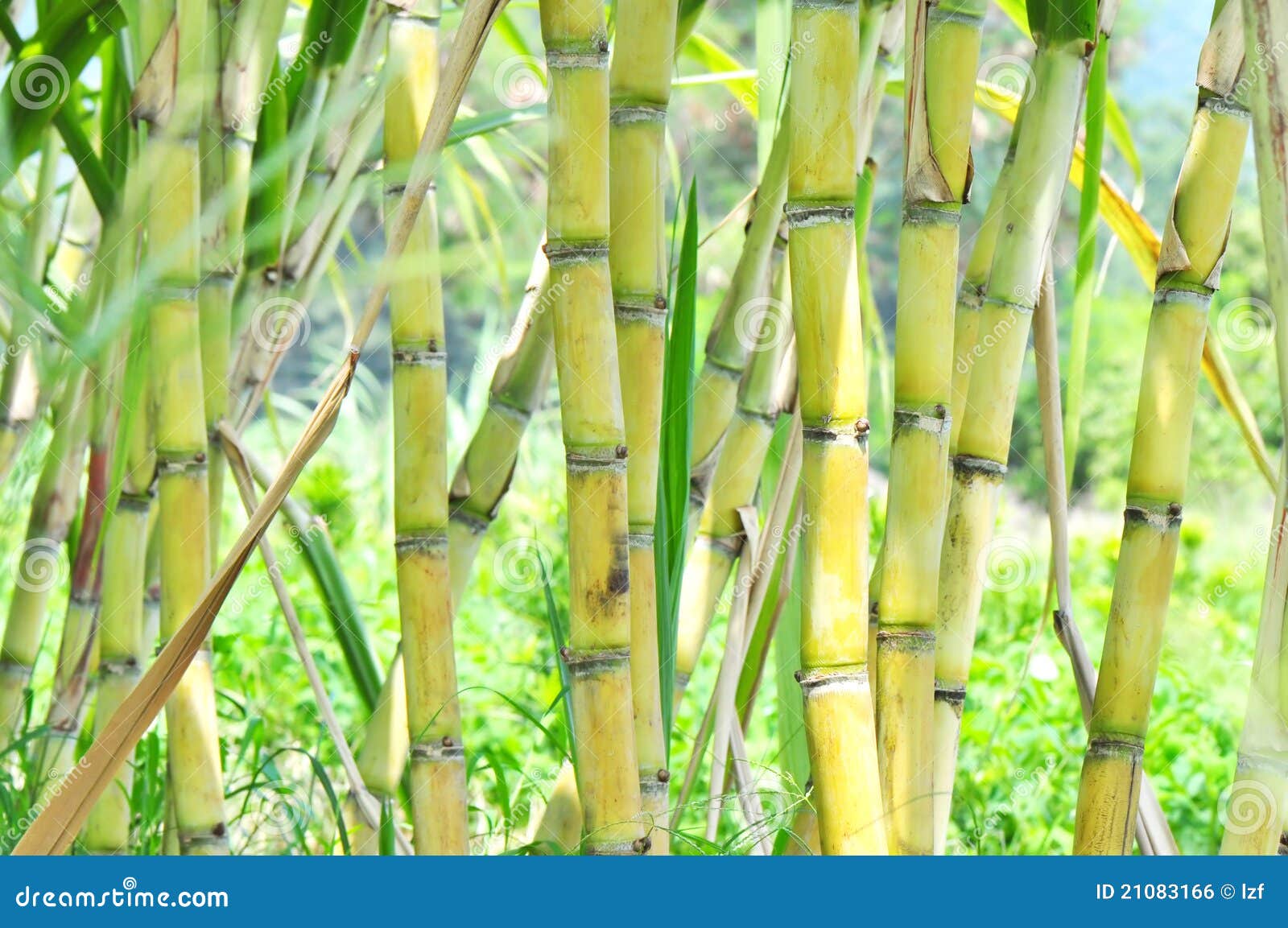 Sugar cane plants stock photo. Image of farm, canes, agriculture - 21083166