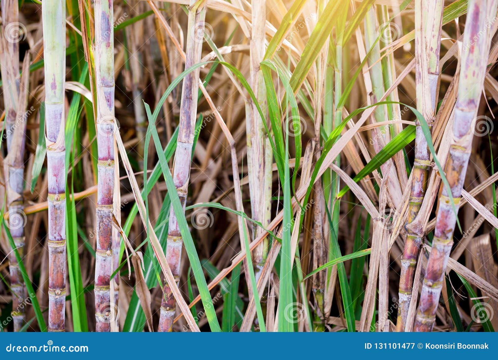 Sugar Cane Plants in Growth at Field. Stock Image - Image of energy ...