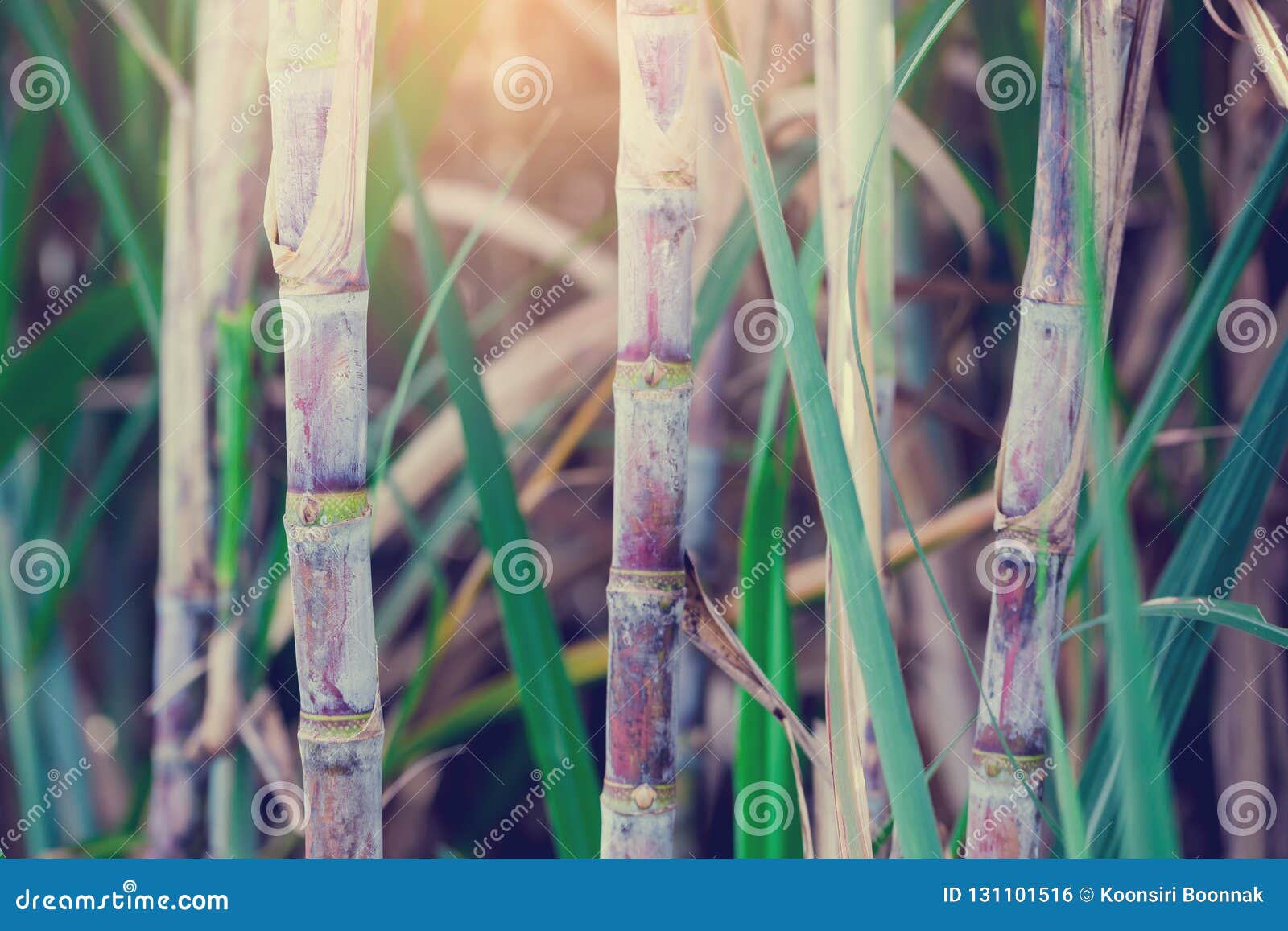 Sugar Cane Plants in Growth at Field. Stock Photo - Image of field ...