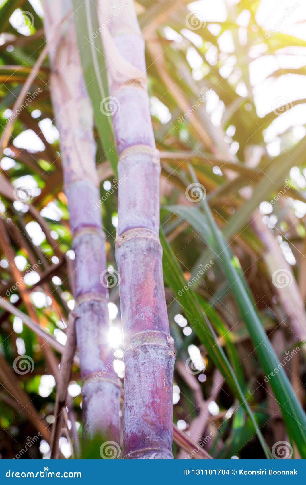Sugar Cane Plants in Growth at Field. Stock Photo - Image of growing ...