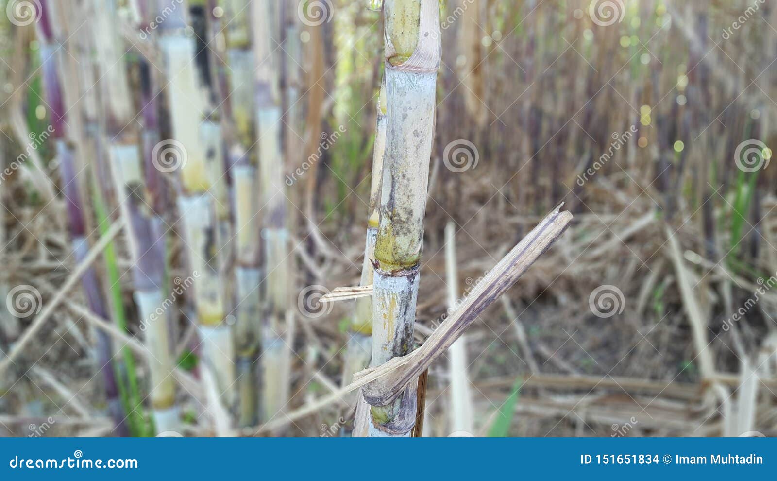 Sugar Cane Plants with Various Variants. Stock Photo - Image of foliage ...